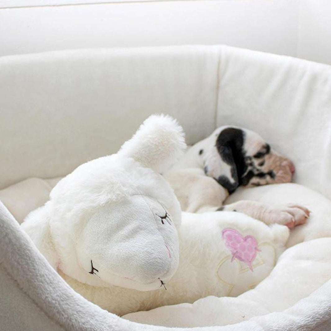 Little Buddy Warm Bear | All For Paws Puppy Toy | Lords & Labradors