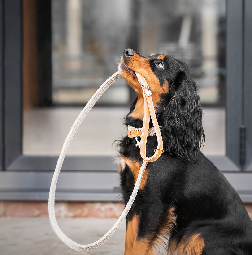 Dog Lead Guide | L&L Info Hub – Lords & Labradors