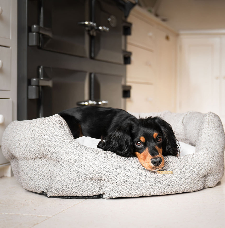 Cockapoo Beds, Collars, and Accessories | Lords & Labradors