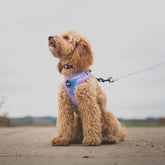Cockapoo Beds, Collars, and Accessories | Lords & Labradors