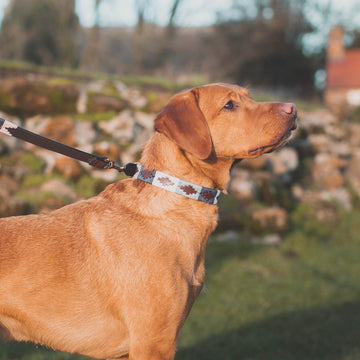 Leather Dog Collars, Harnesses & Leads | Lords & Labradors – Page 2