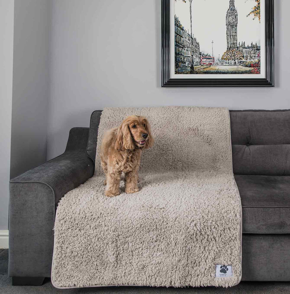 Cockapoo Beds, Collars, and Accessories | Lords & Labradors