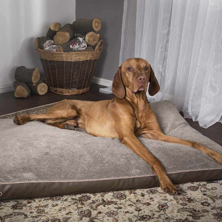 Cockapoo Beds, Collars, and Accessories | Lords & Labradors