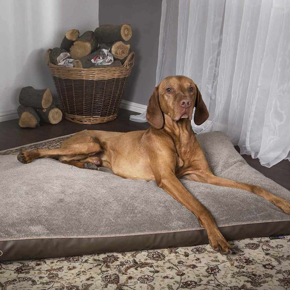 Cockapoo Beds, Collars, and Accessories | Lords & Labradors