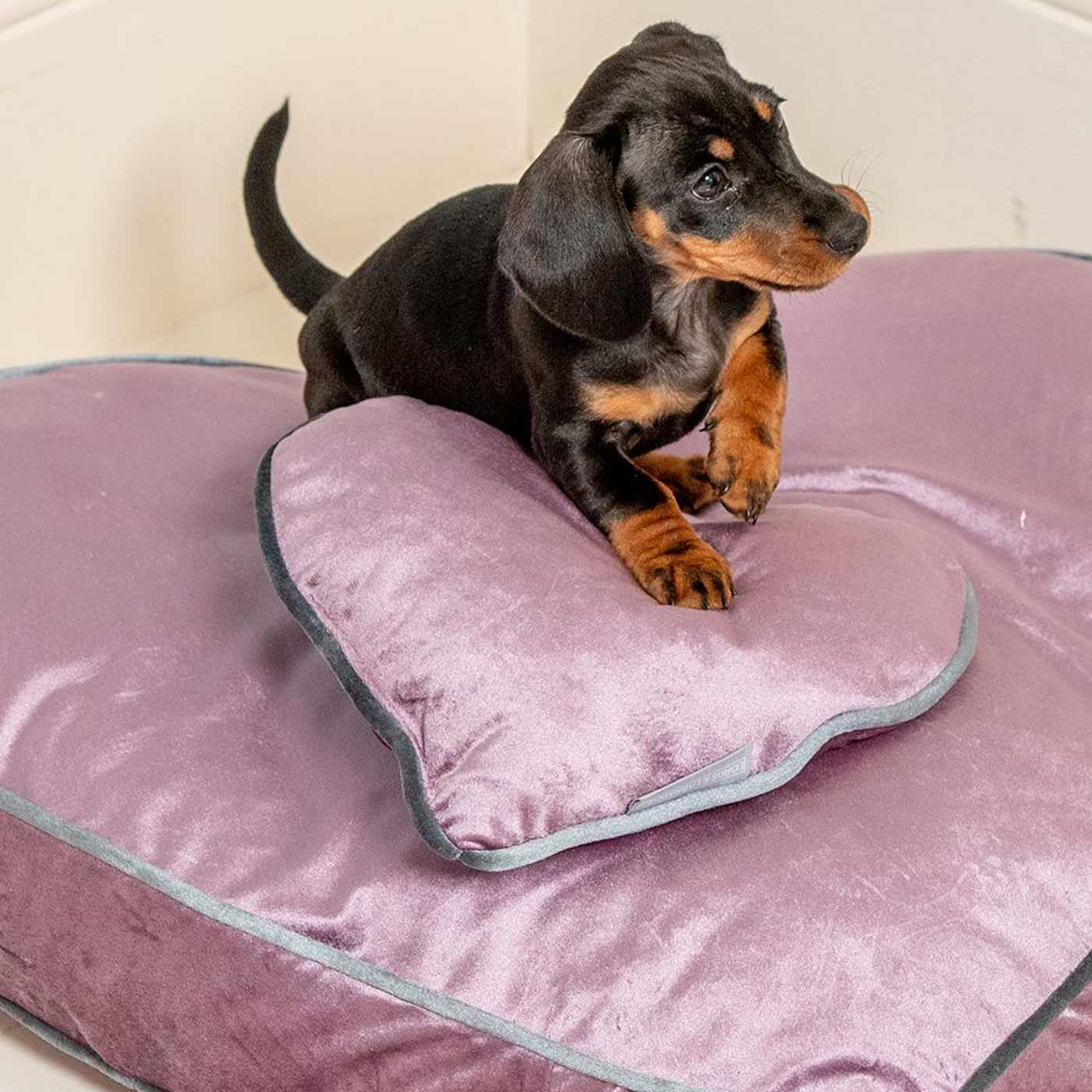 Valentines for Pets | Gifts for Cats and Dogs | Lords & Labradors