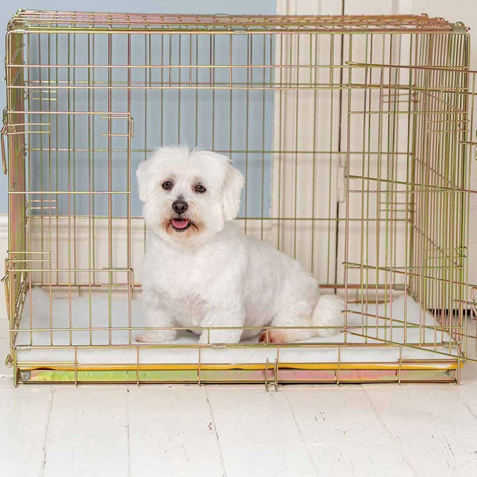 Cockapoo Beds, Collars, and Accessories | Lords & Labradors